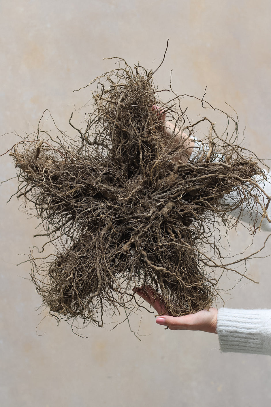 Ivy Grey Interiors | Live Beautifully - Luxury Home Decor, Faux Stems