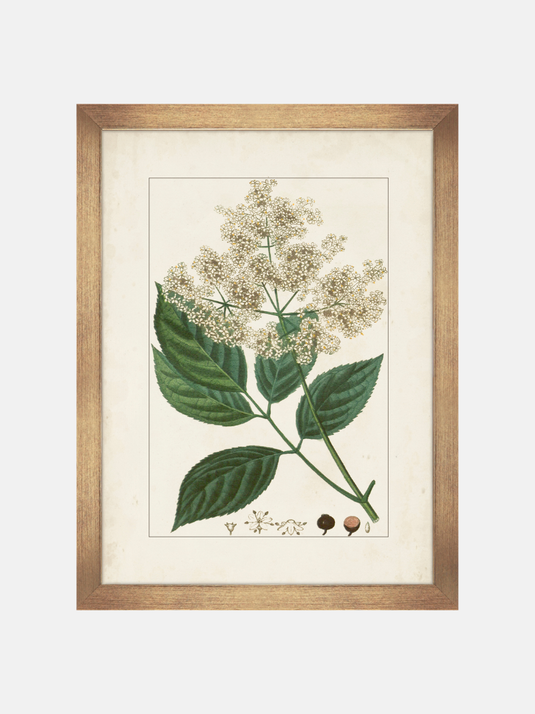 Antique Botanical III Gold Framed Wall Art - Ivy Grey Interiors