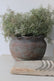 Vintage Pie Crust Plant Pot Planter - Ivy Grey Interiors